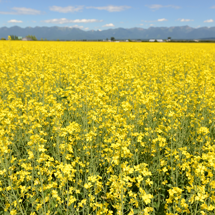 Sustainability | Plant Based Straws – ANU Drinkware